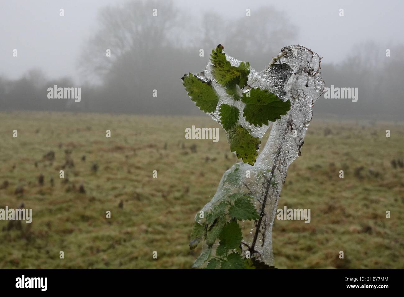 Web wrapped around a nettle in Sussex countryside Stock Photo - Alamy