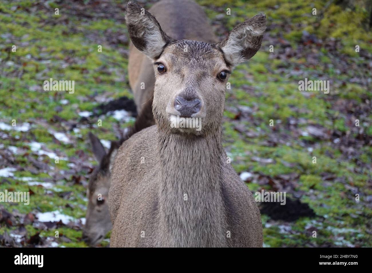 Scottish roe hi-res stock photography and images - Alamy