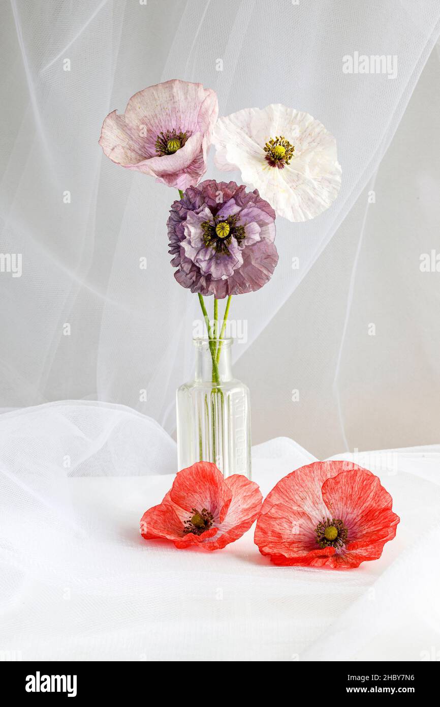 Poppies in vase hi-res stock photography and images - Alamy