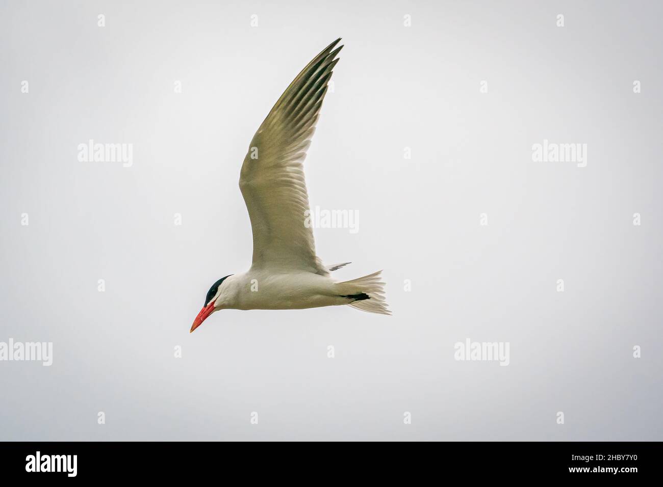 A common Tern soars in the skies over Lake Michigan just after dawn at ...