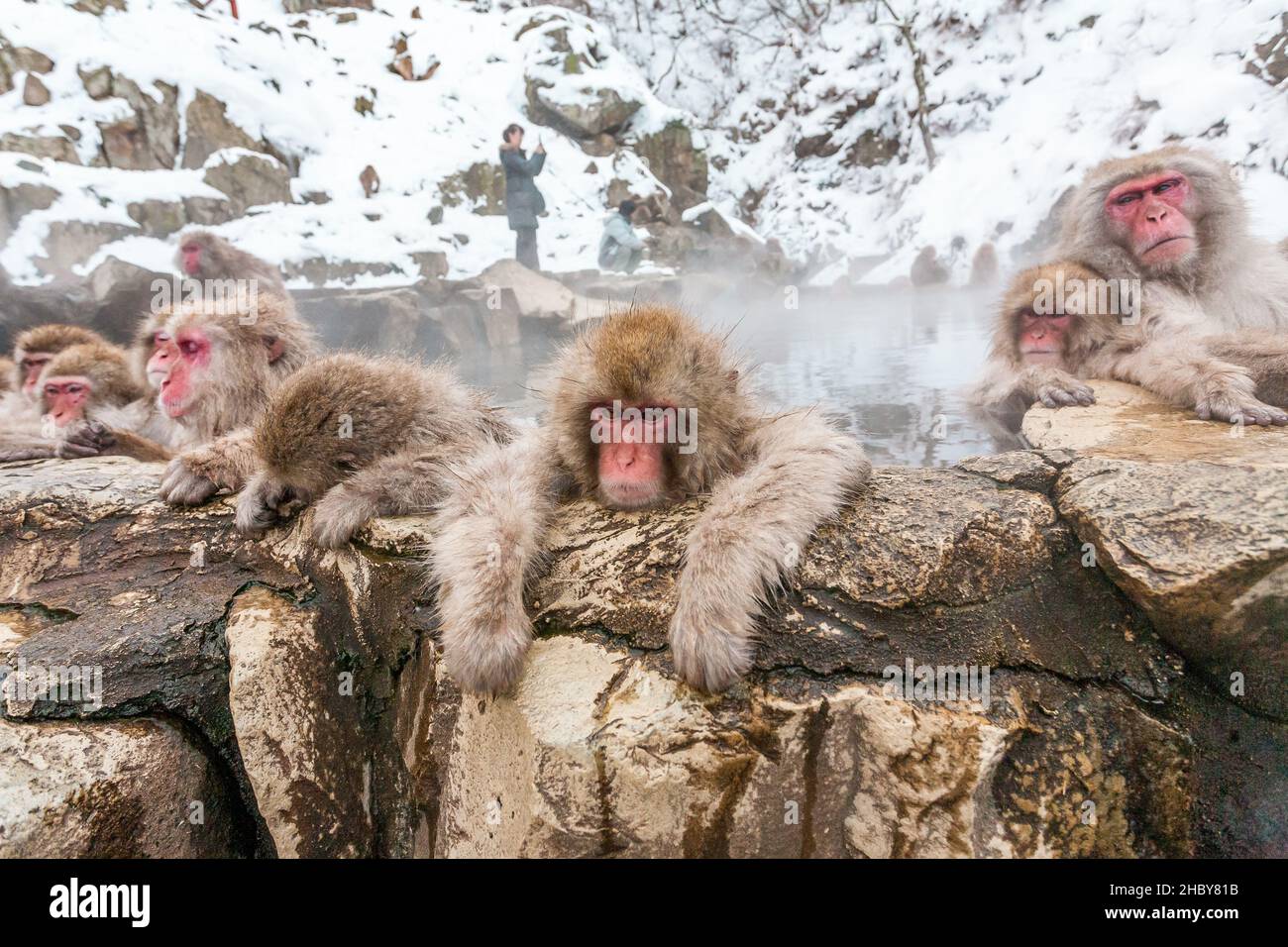 Group of snow monkeys sleeping in a hot spring, Japan Stock Photo - Alamy