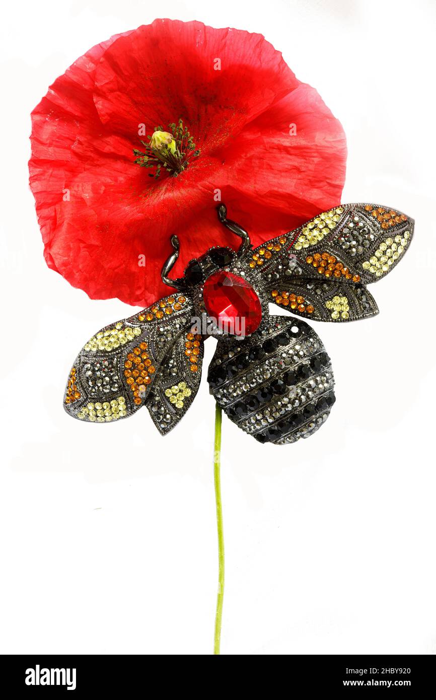 Jewelled beetle hi-res stock photography and images - Alamy