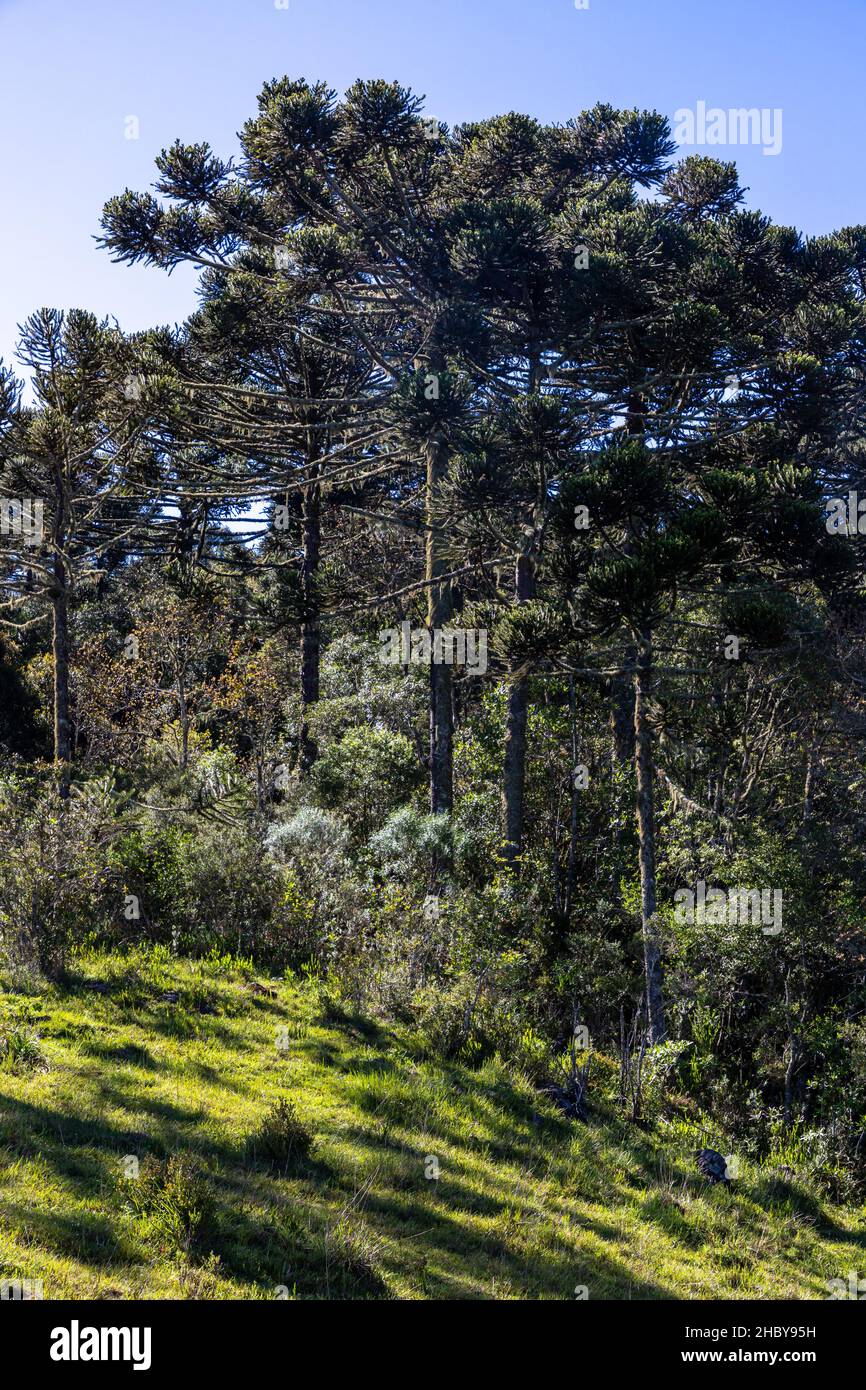 Araucaria forest with trees and vegetation, Cambara do Sul, Rio Grande ...