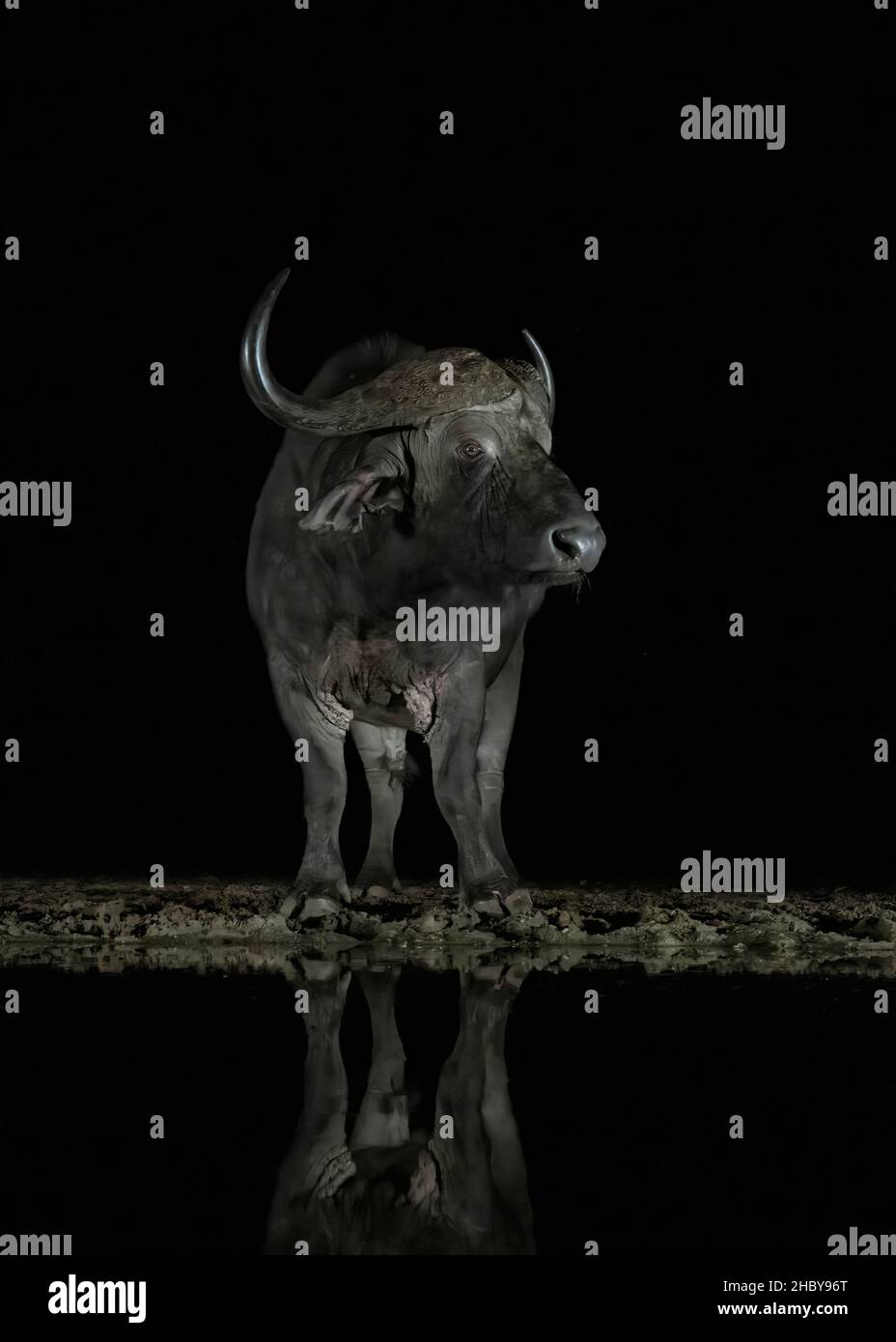 Night visitor hi-res stock photography and images - Alamy