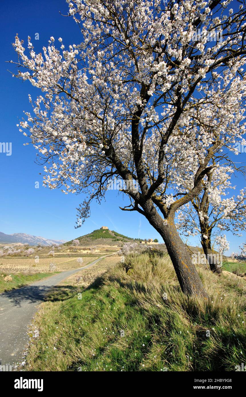 Davalillo hi-res stock photography and images - Alamy