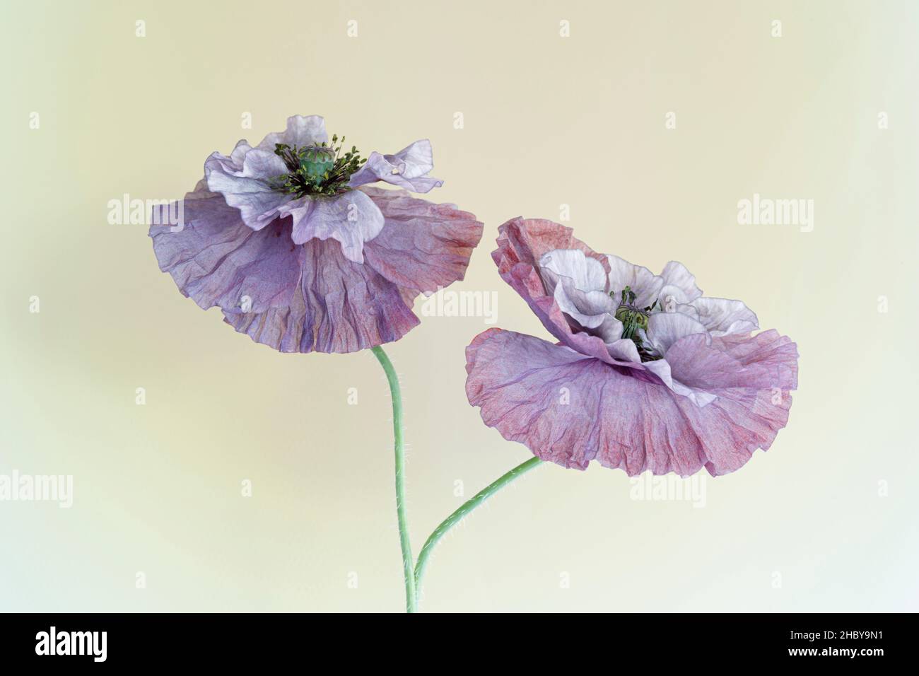 Close up of two poppies hi-res stock photography and images - Alamy