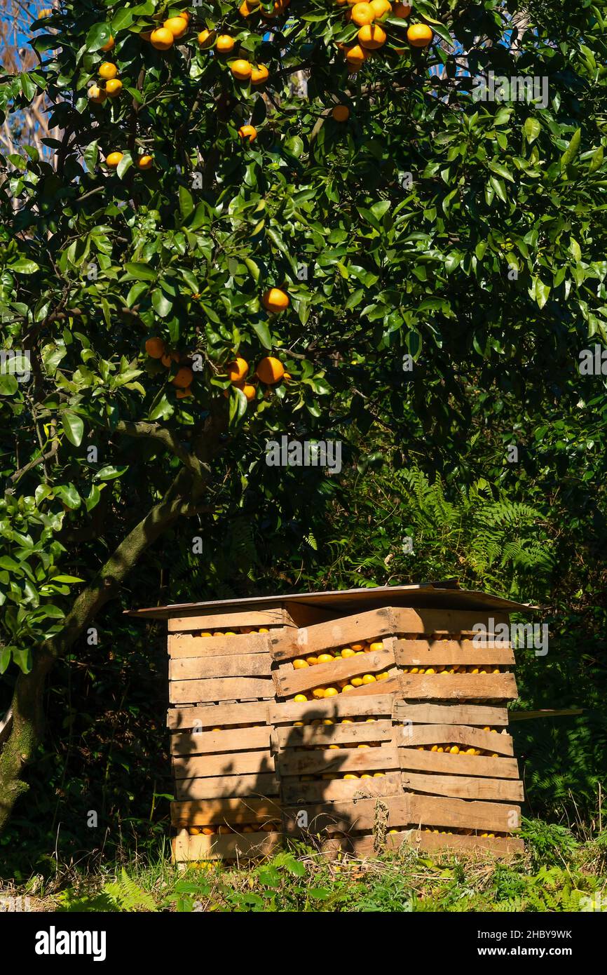 Wooden boxes with ripe tangerines stand in the tangerine garden on a ...