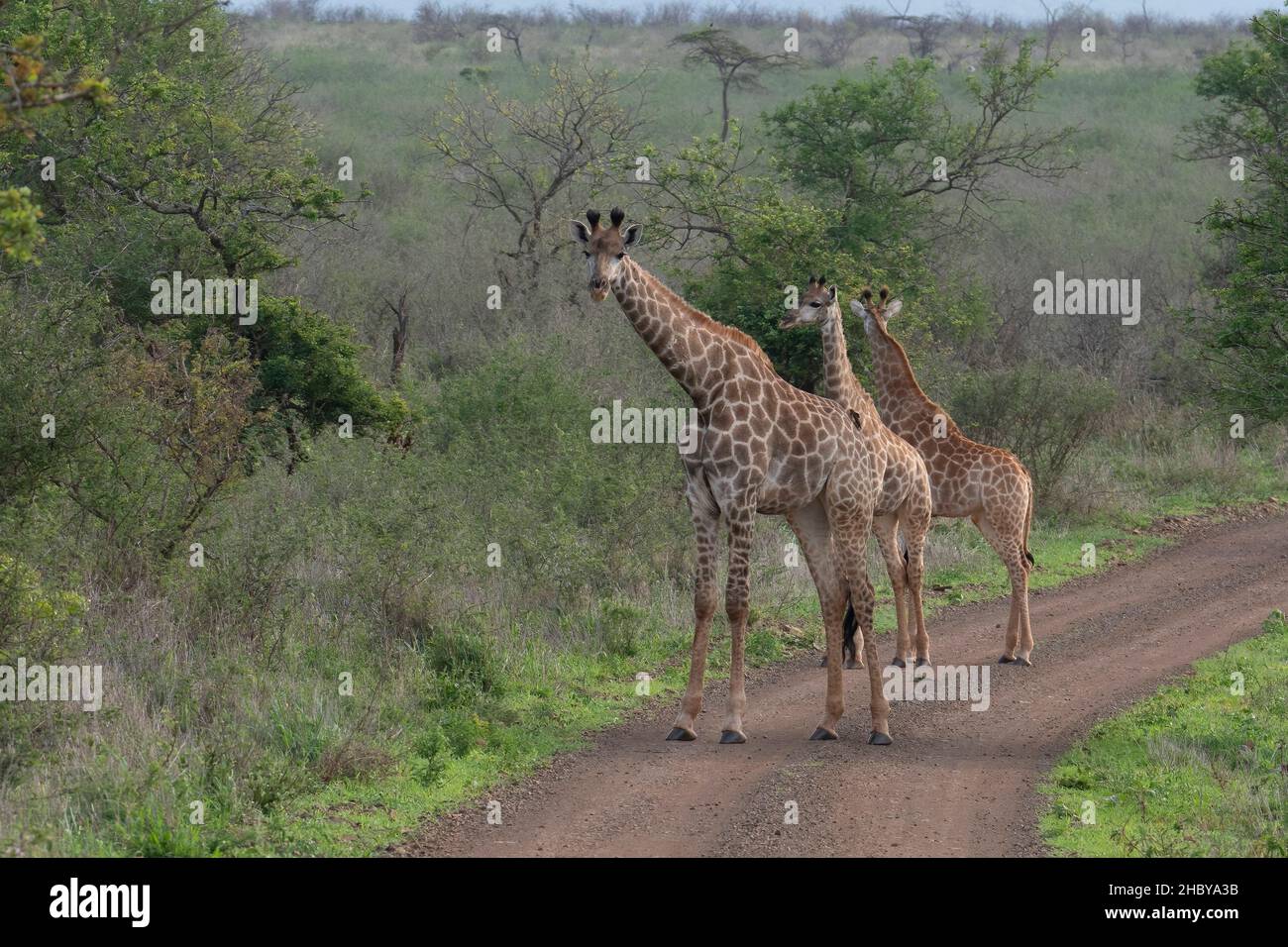 Giraffes posing hi-res stock photography and images - Alamy