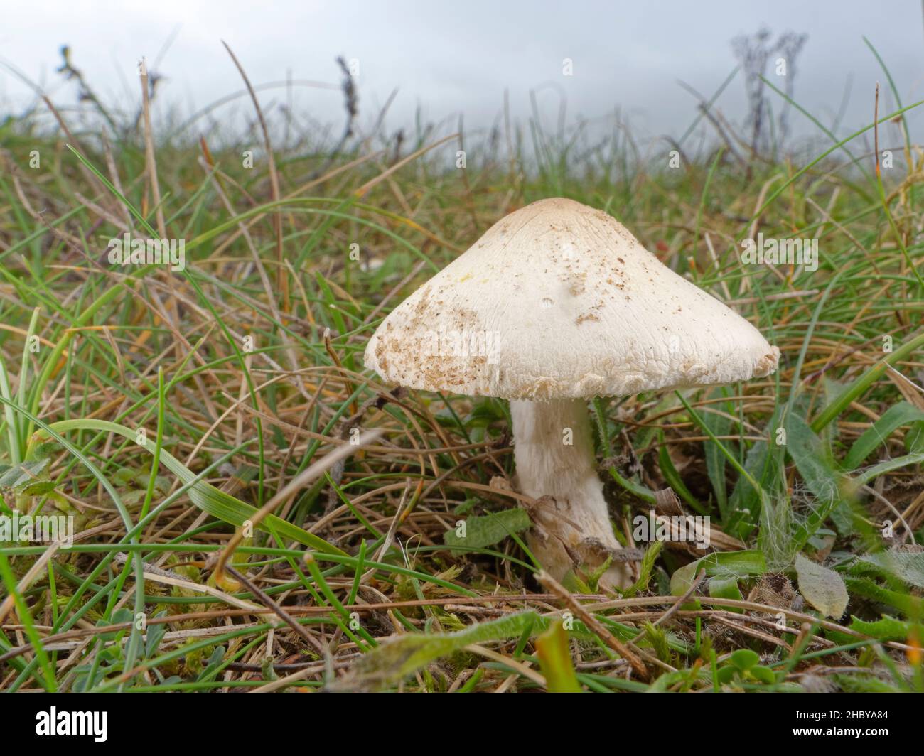 Dune dapperling (Lepiota erminea) growing on stable coastal sand dunes ...