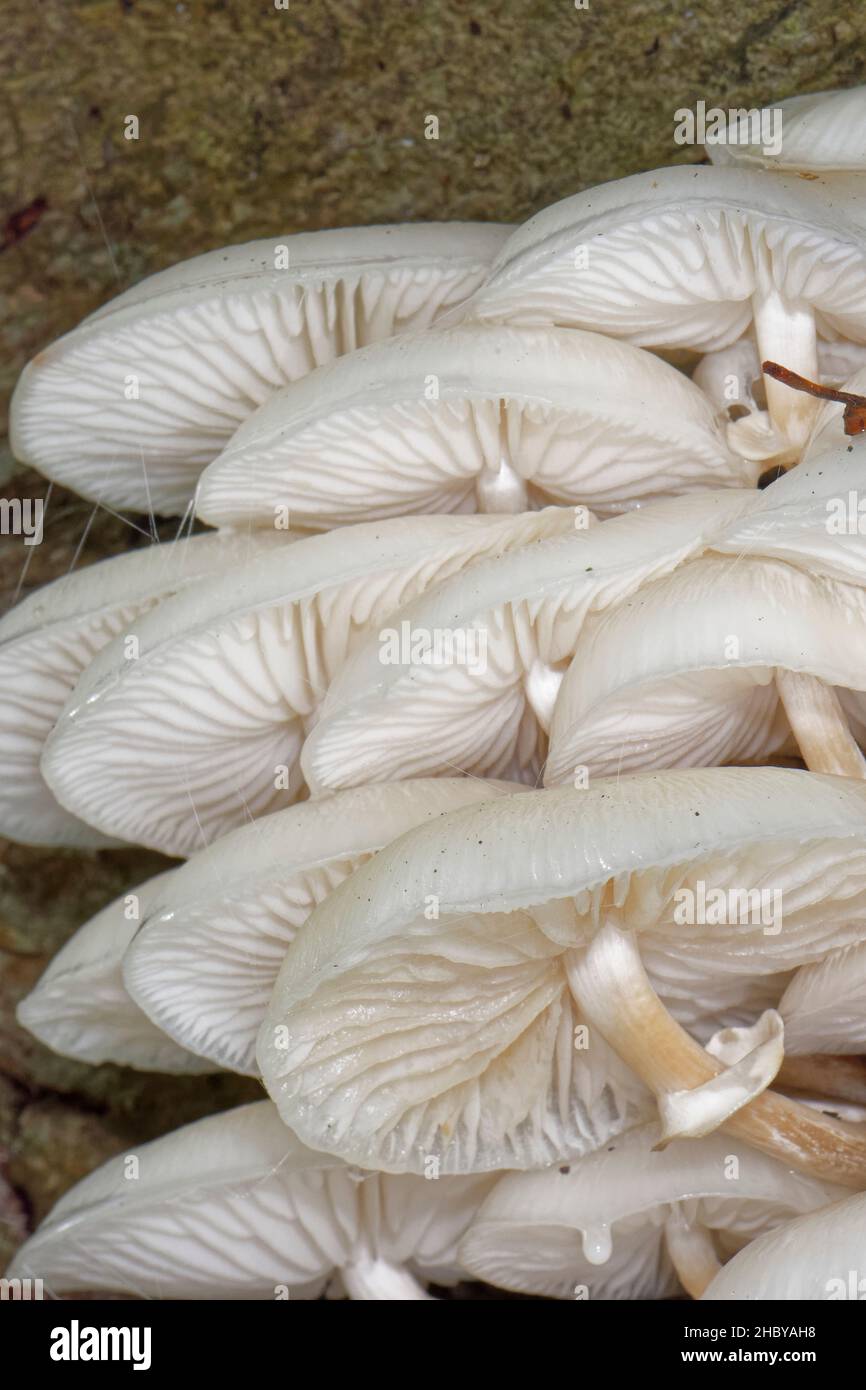 Porcelain fungus (Oudemansiella mucida) clump growing on the trunk of a ...
