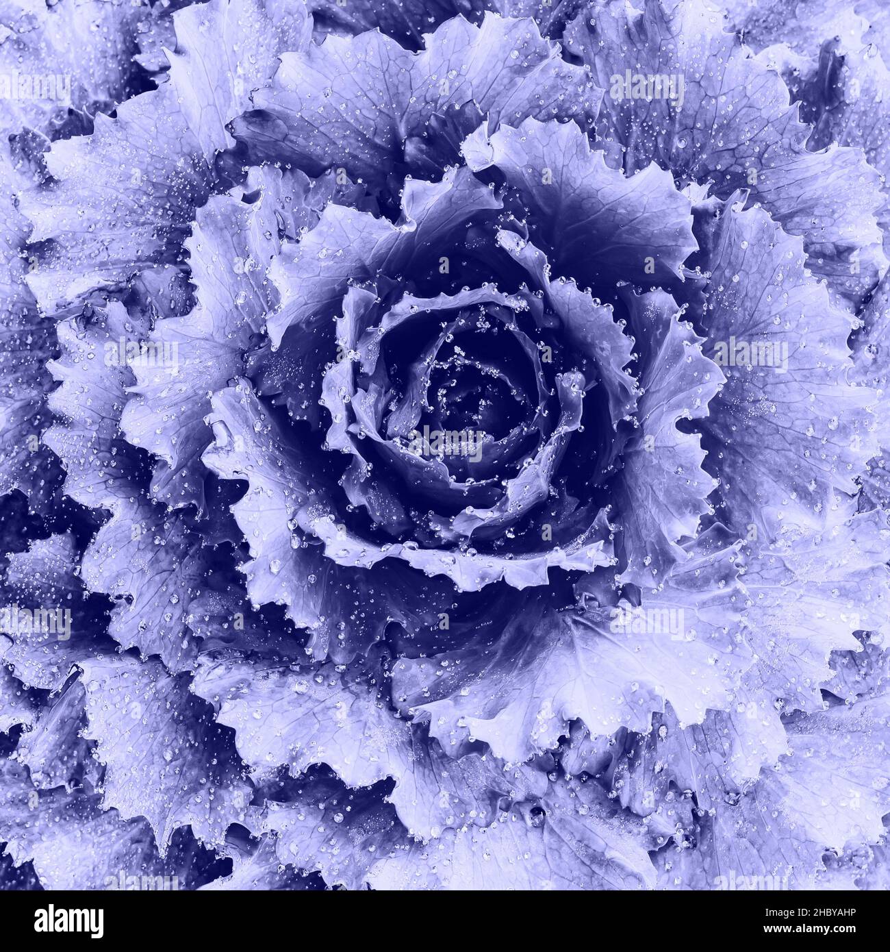 Cauliflower Blossom