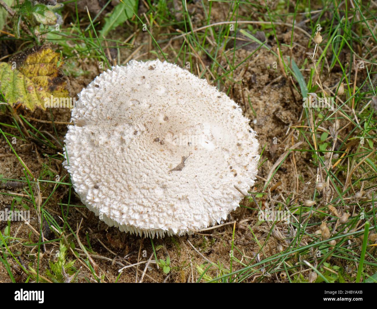 Smoky dapperling (Leucoagaricus barssii) a Red Data book species in the ...