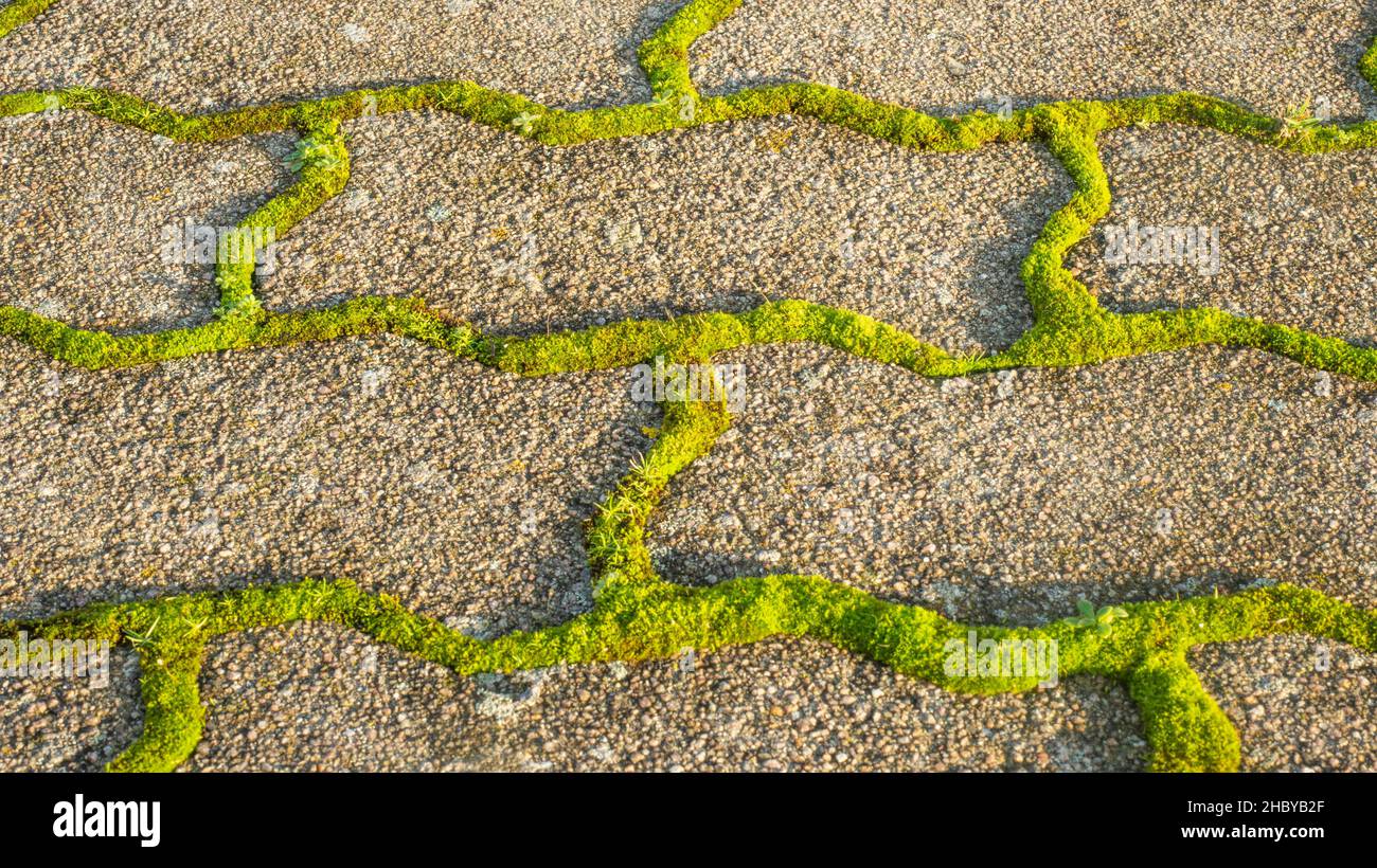 Moss around paving stones on a garden path in Ystad, Skane, Sweden ...