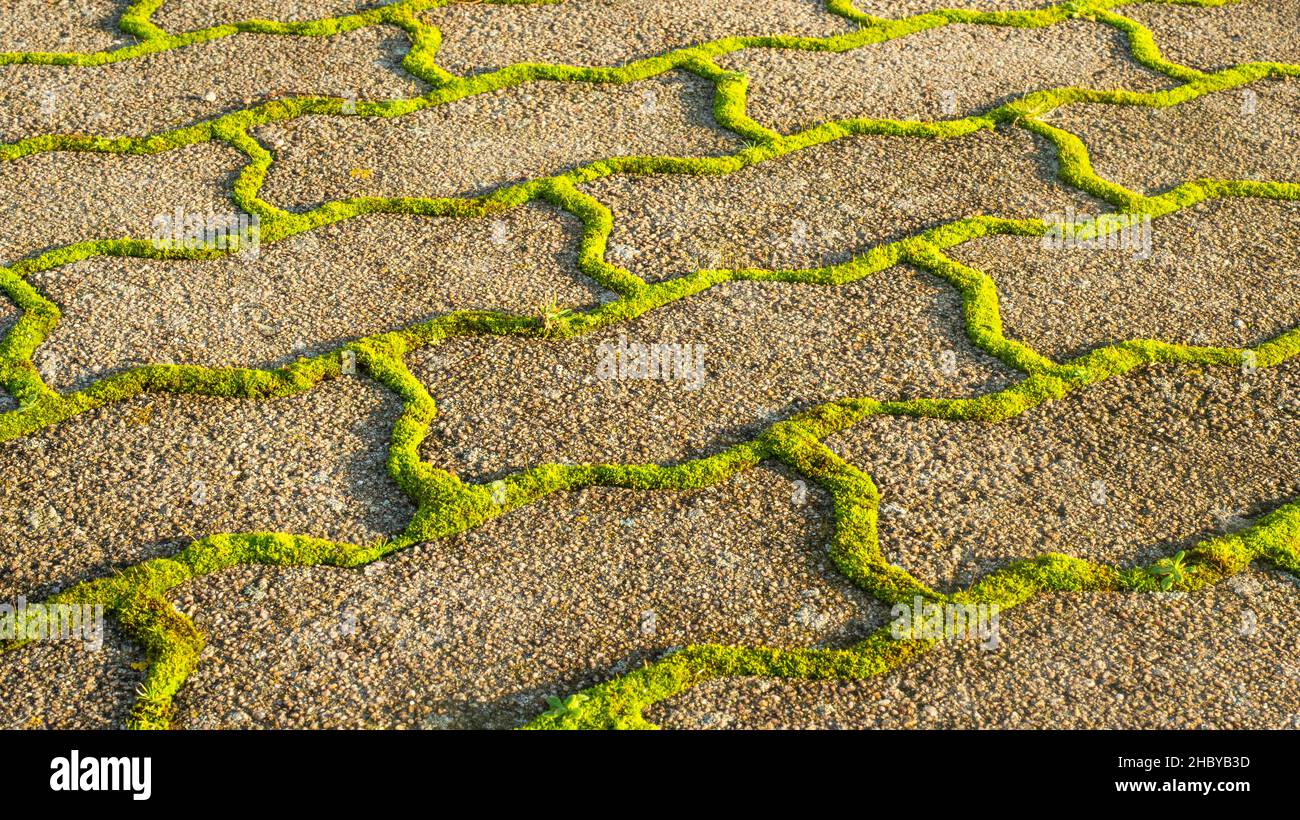 Moss around paving stones on a garden path in Ystad, Skane, Sweden ...