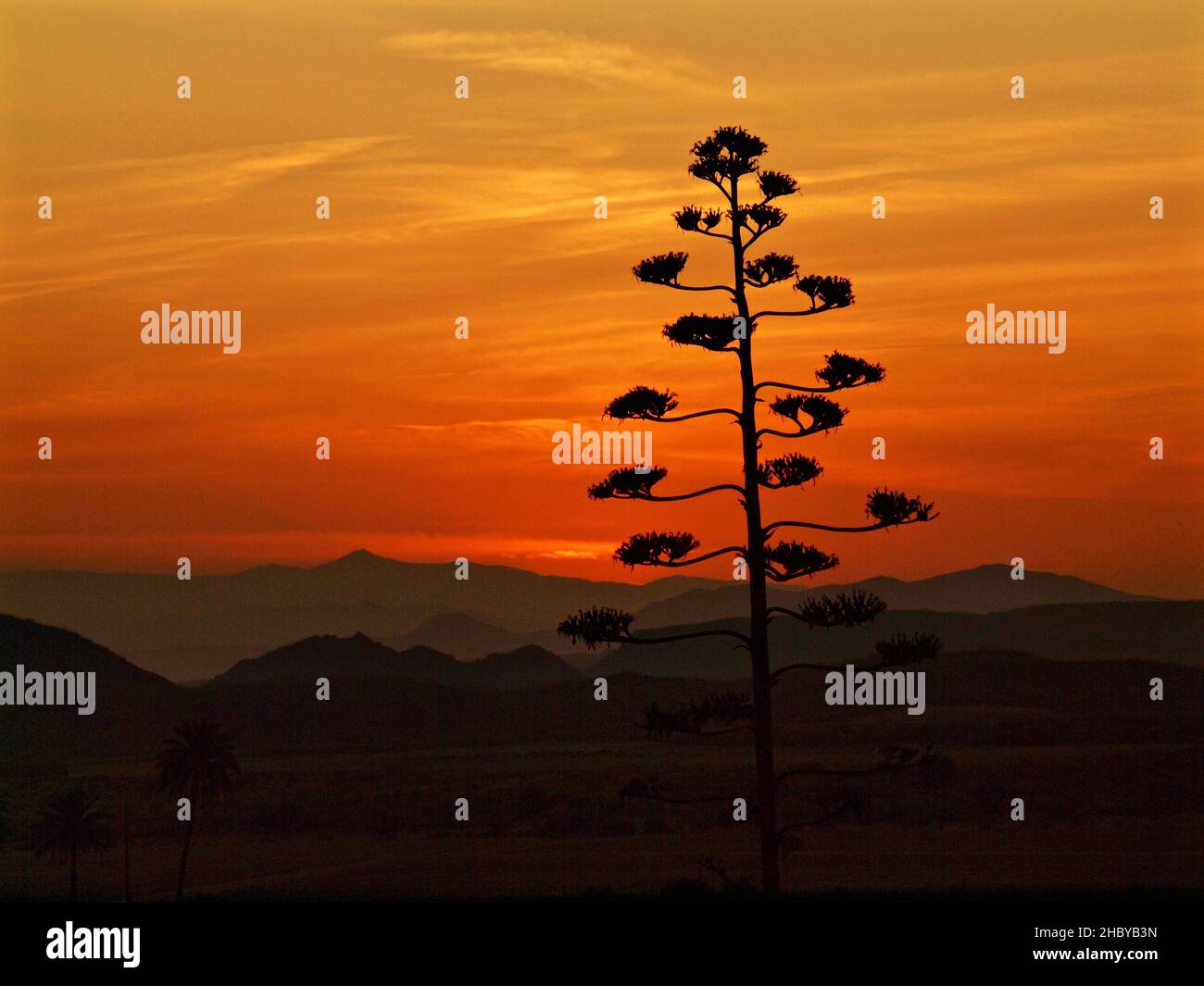 Agave in front of mountains at sunset in front of sunset, Andalusia ...