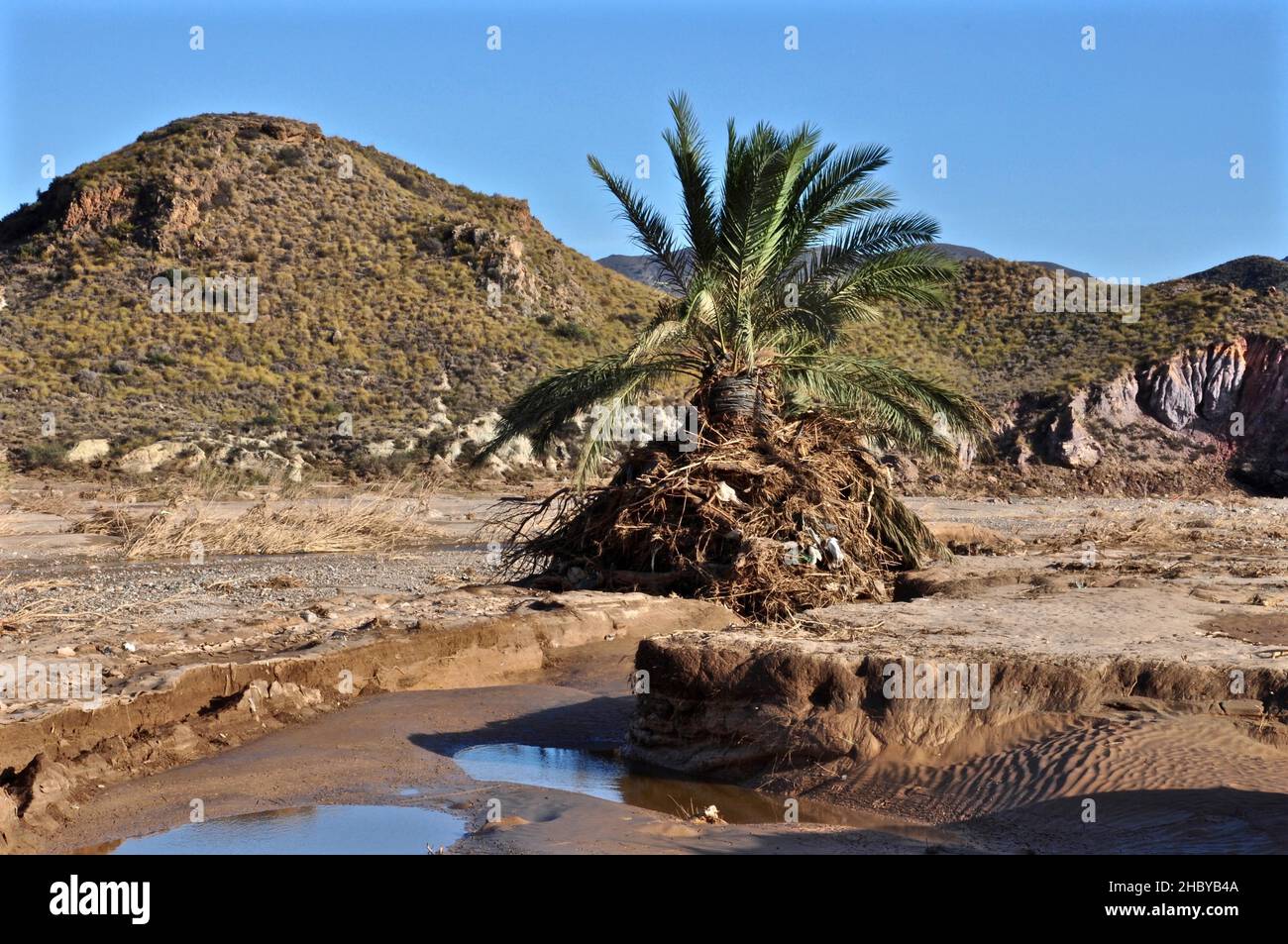 Palm tree after flood disaster in hilly landscape, Grima, Andalusia ...