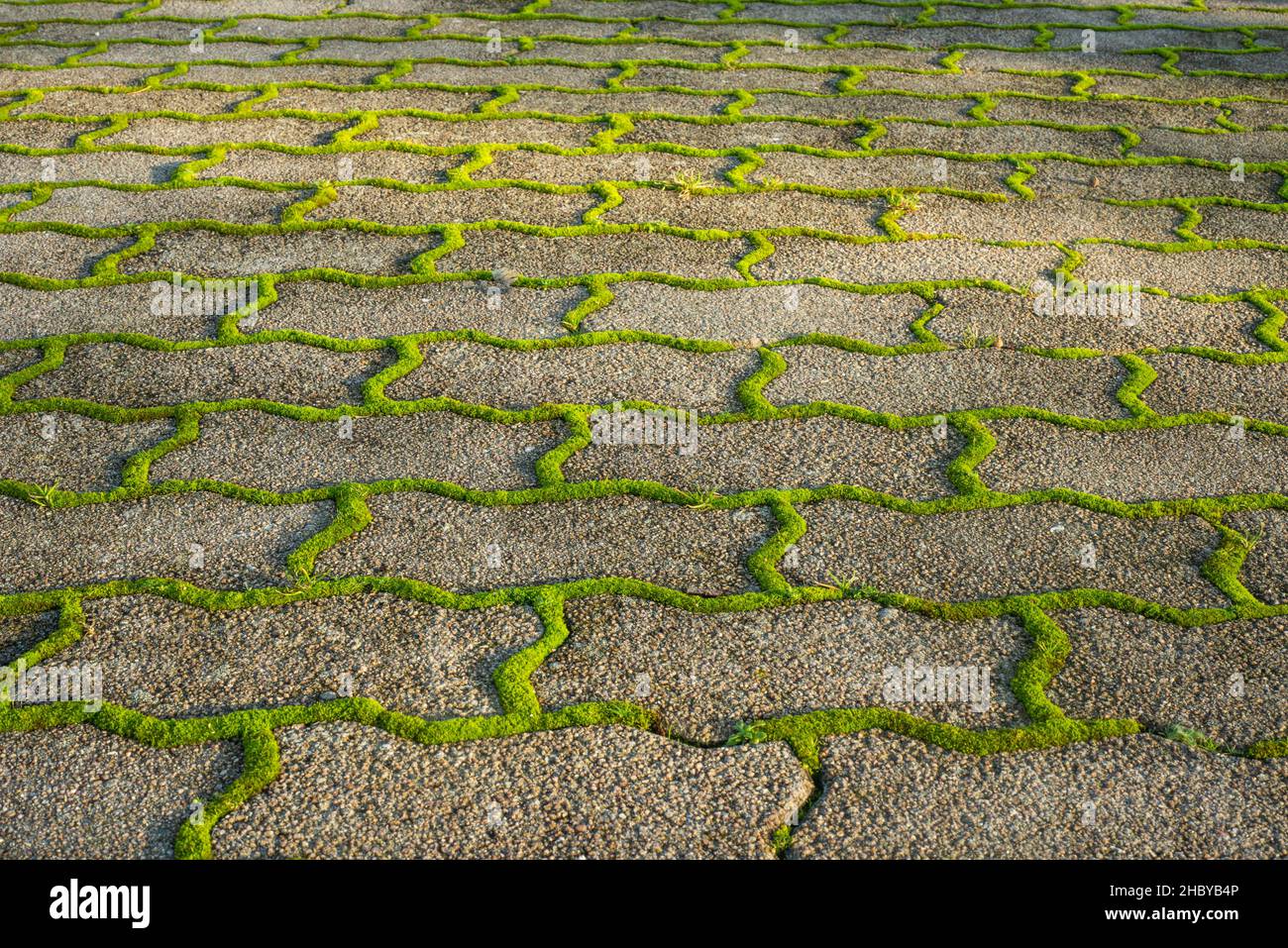 Moss around paving stones on a garden path in Ystad, Skane, Sweden ...