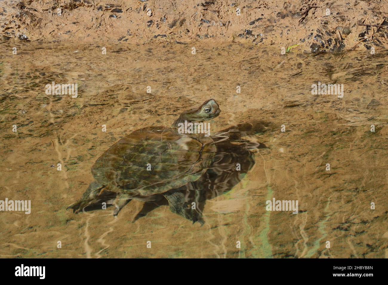 Water turtle in clear water, Andalusia, Spain Stock Photo - Alamy