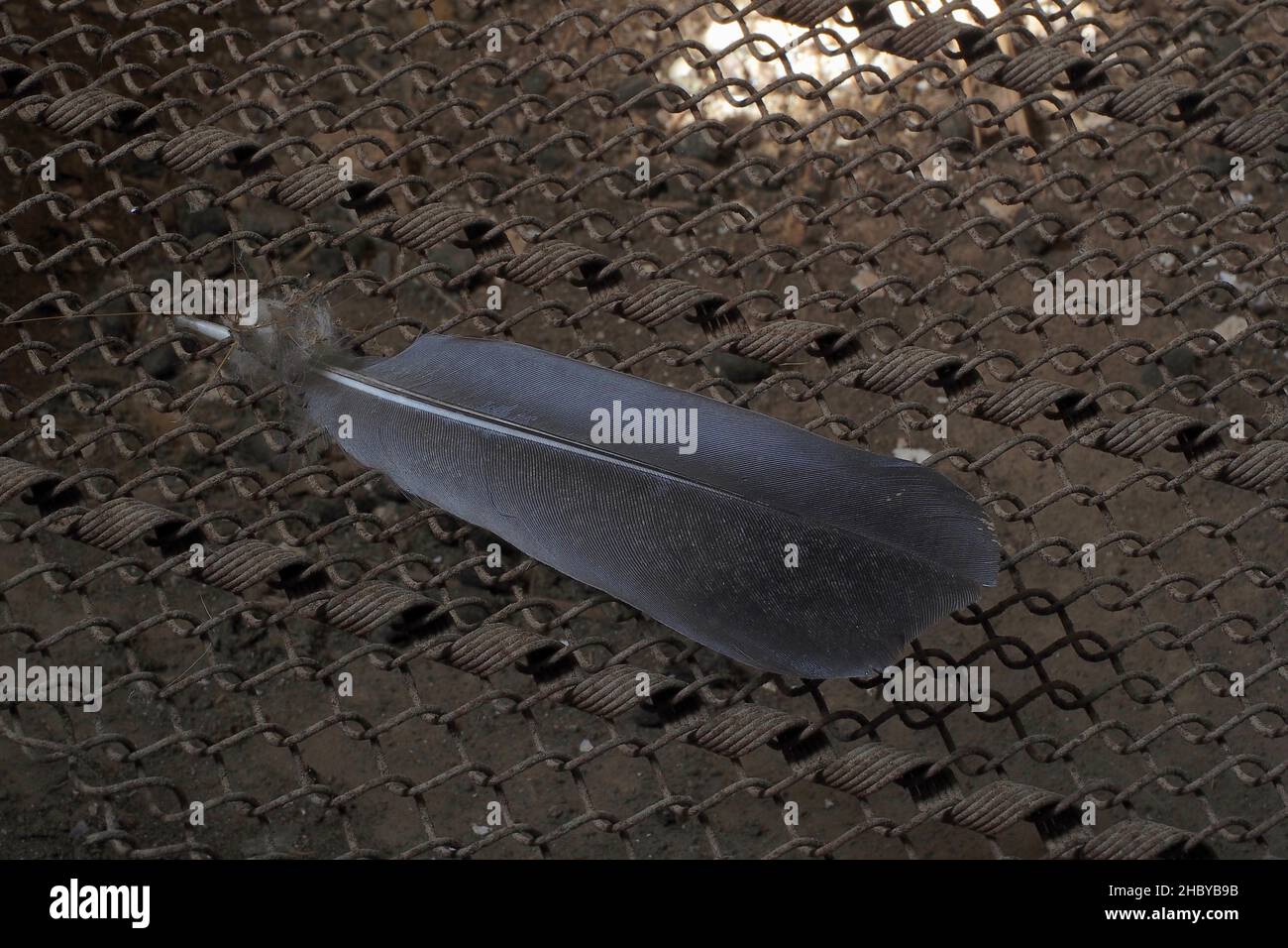 Single bird feather on metal grid Stock Photo - Alamy