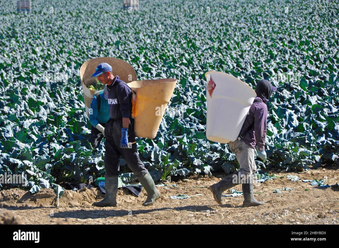 Field workers in front of lettuce field with carrying containers for ...