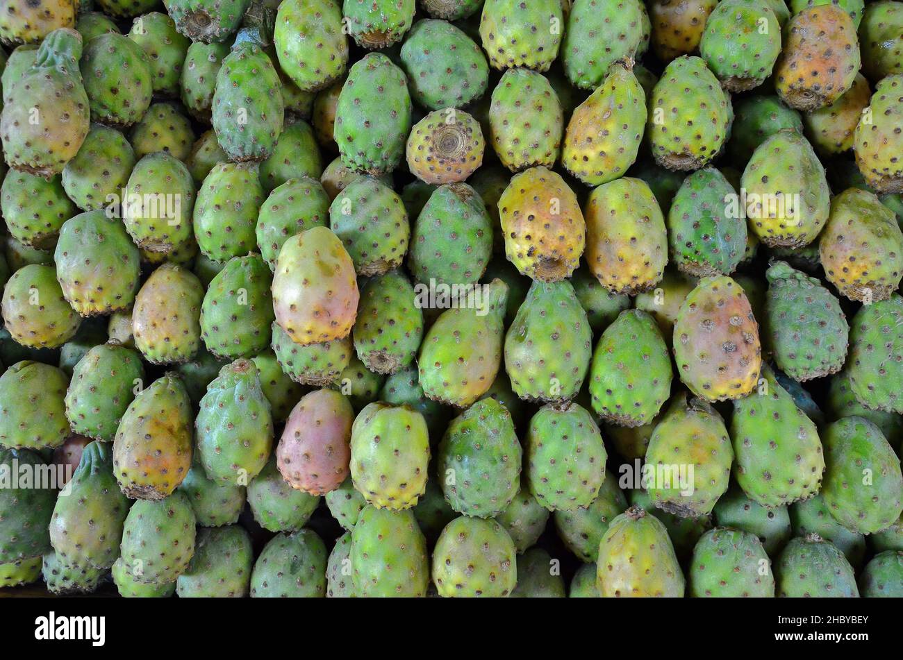 Many prickly pears from above, top view, fruits of the chumbo cactus ...