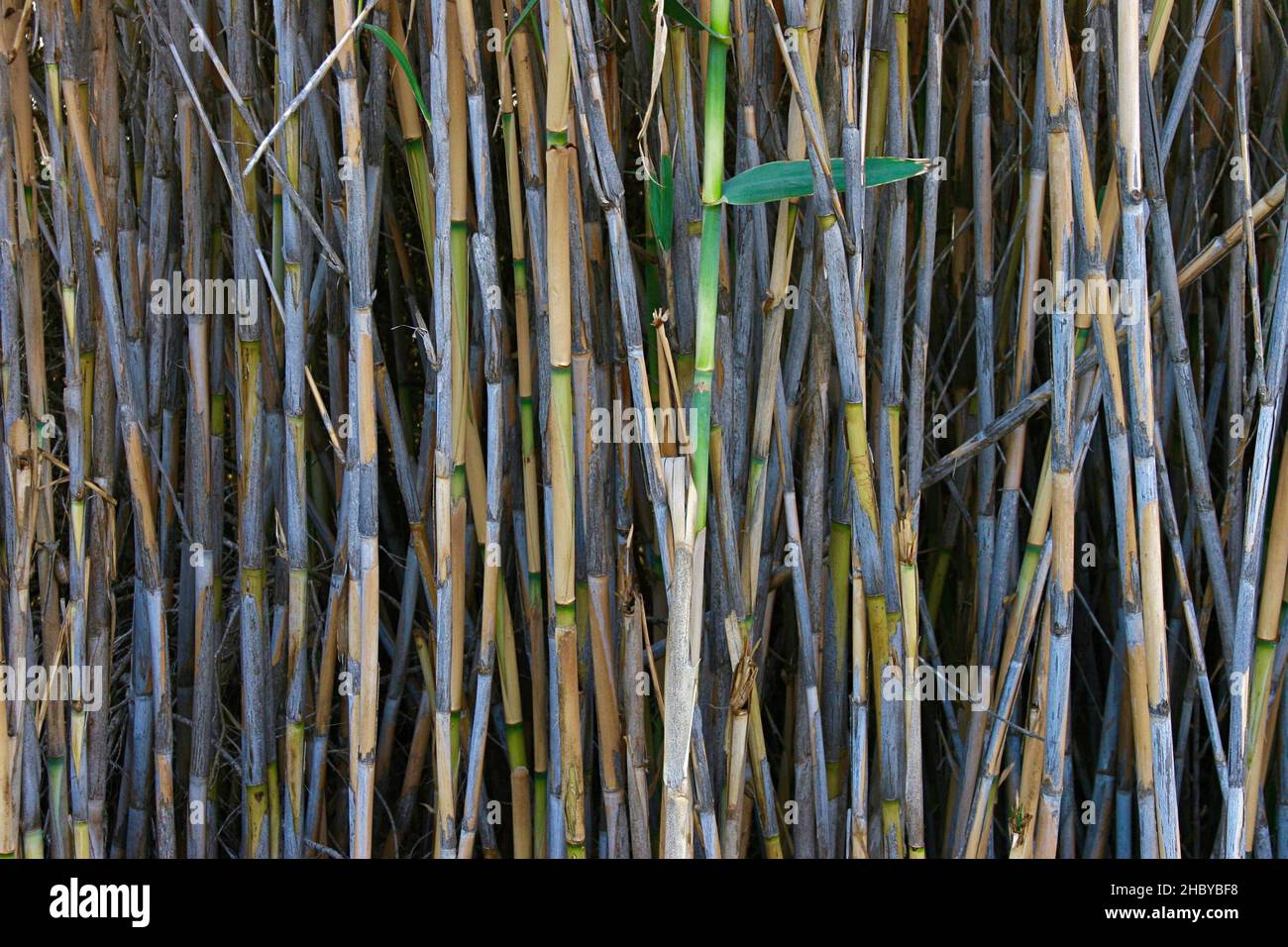Southern bamboo hi-res stock photography and images - Alamy