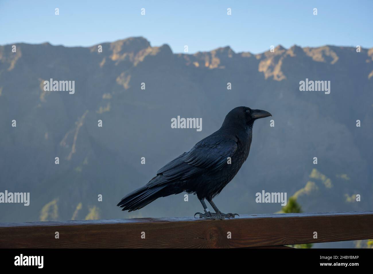 Canary islands raven hi-res stock photography and images - Alamy