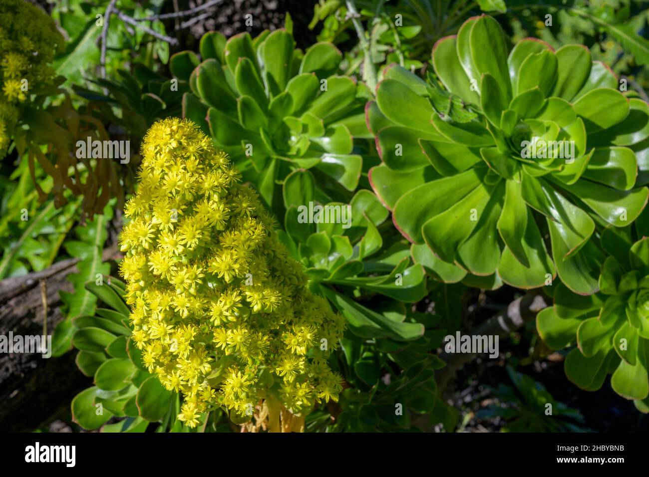 Tree aeonium aeonium arboreum hi-res stock photography and images - Alamy
