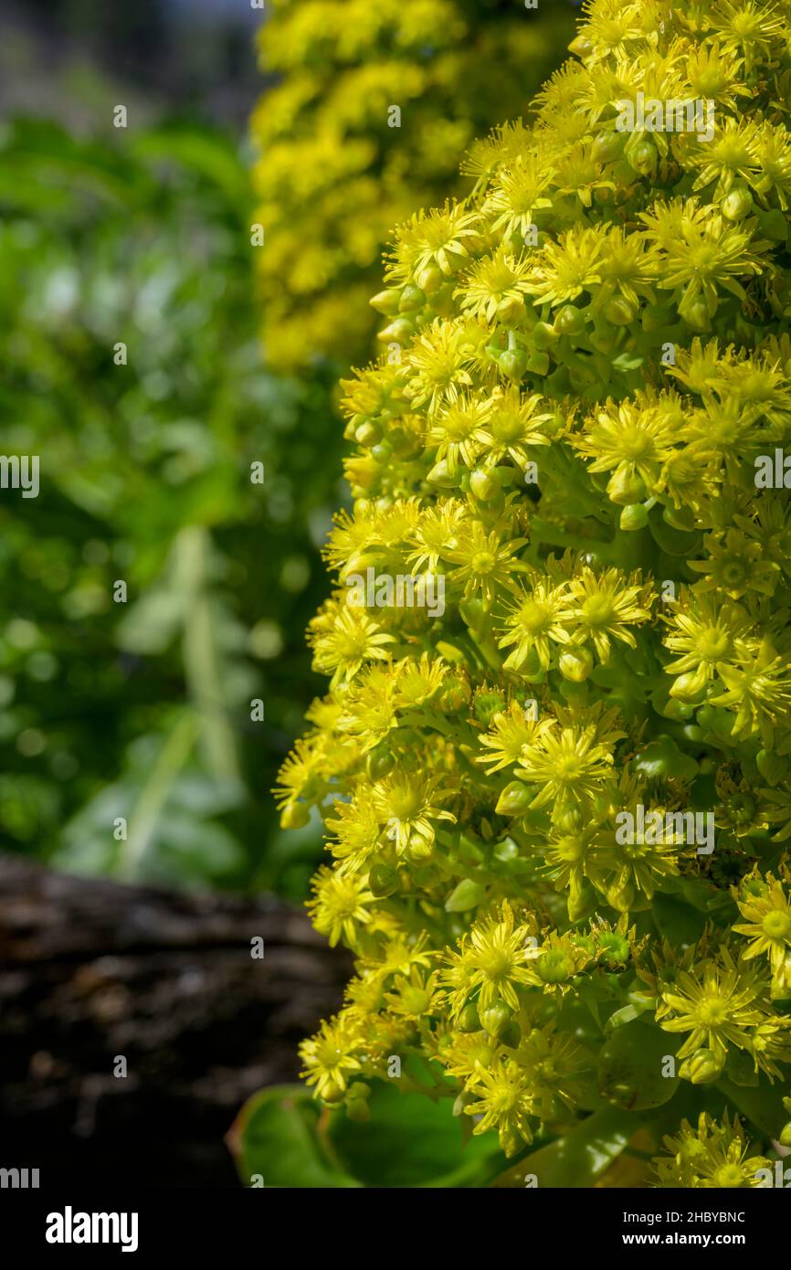 Tree aeonium aeonium arboreum hi-res stock photography and images - Alamy