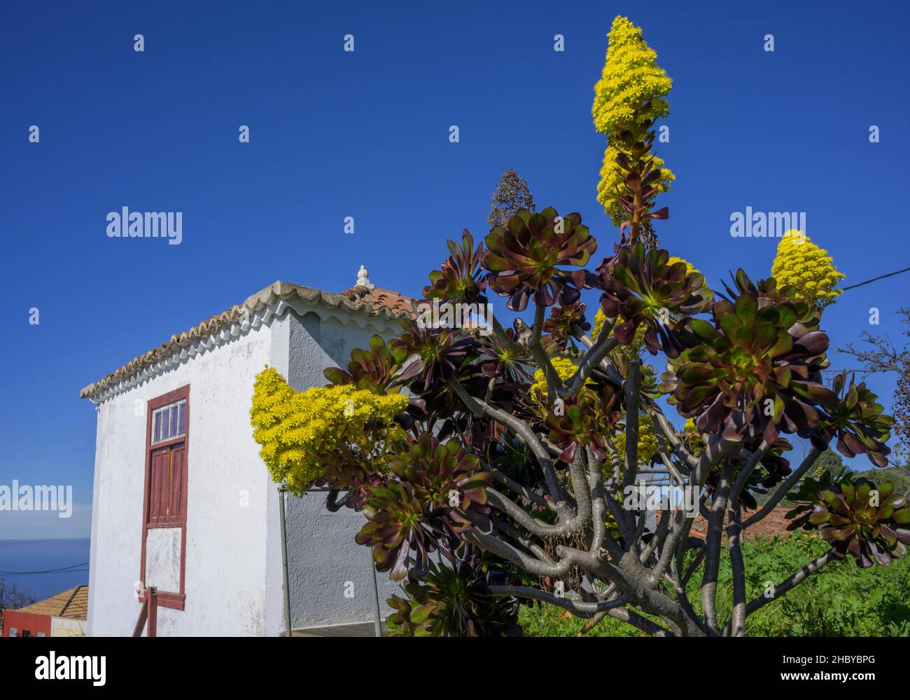Tree aeonium (Aeonium arboreum) in front of an old house, Las Tricias ...