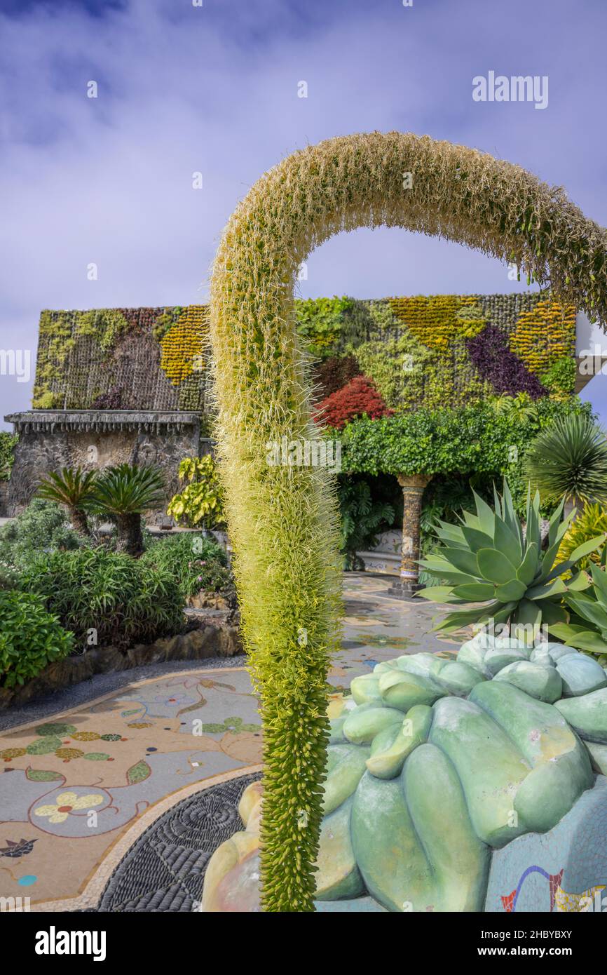 Flowering Dragon Tree Agave or lion's tail (Agave attenuata) in the ...