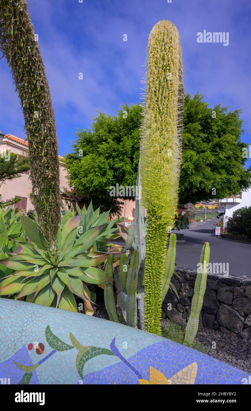Flowering Dragon Tree Agave or lion's tail (Agave attenuata) in the ...