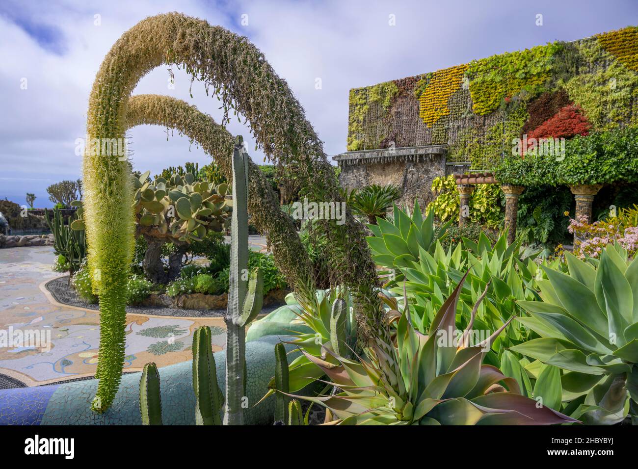 Flowering Dragon Tree Agave or lion's tail (Agave attenuata) in the ...