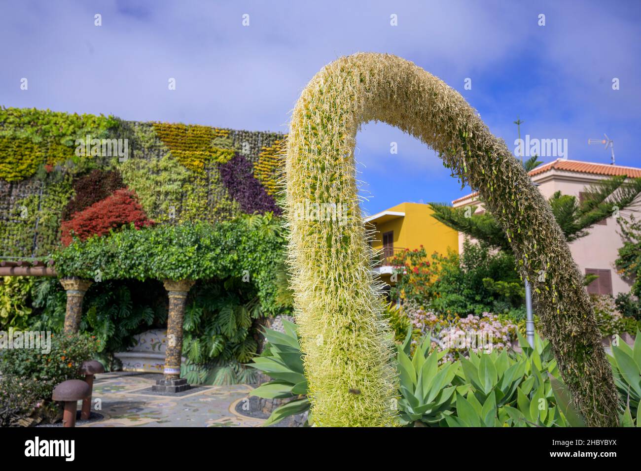 Flowering Dragon Tree Agave or lion's tail (Agave attenuata) in the ...