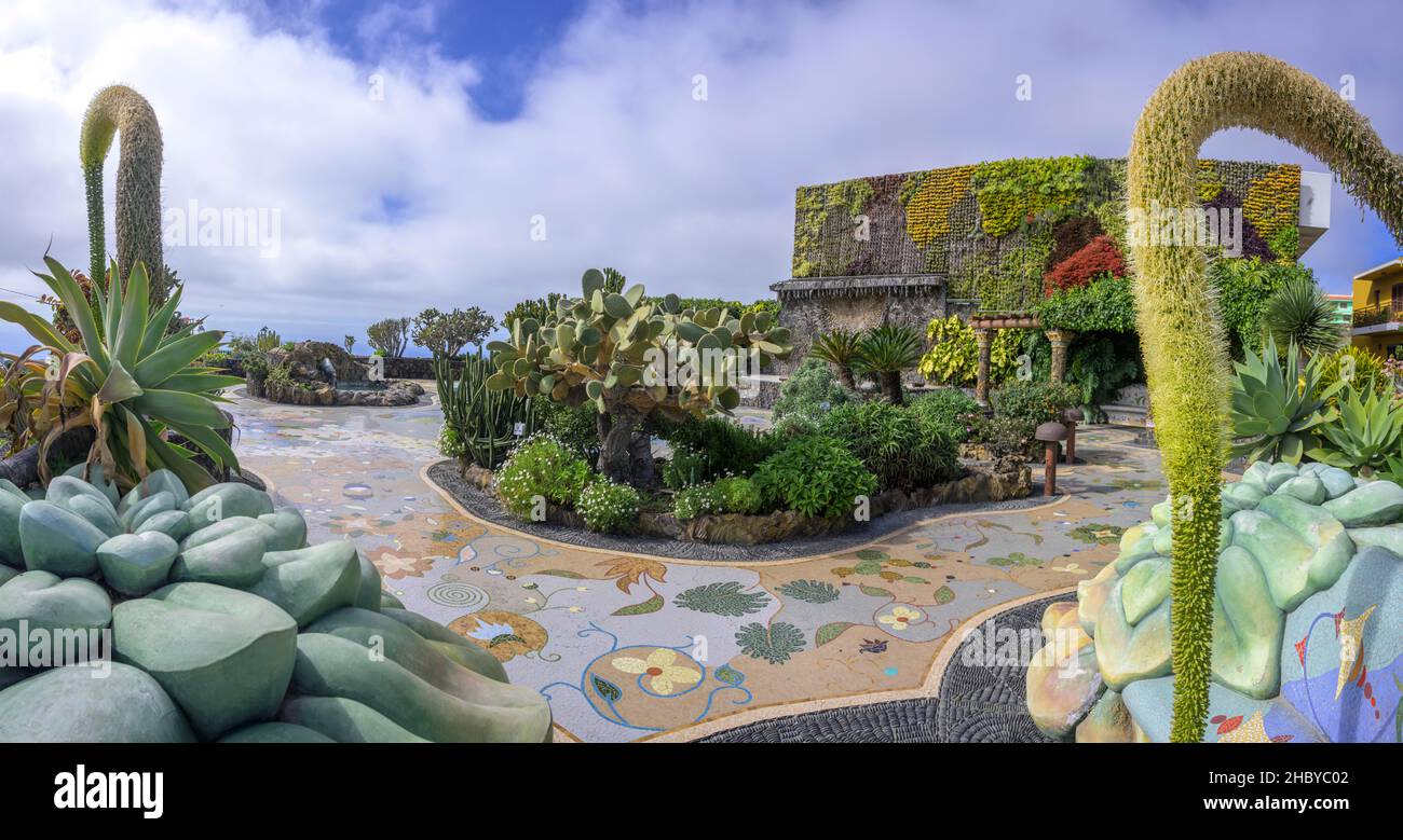 Flowering Dragon Tree Agave or lion's tail (Agave attenuata) in the ...