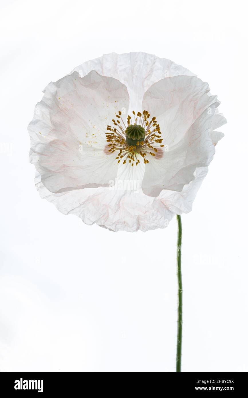 Single papaver white hi-res stock photography and images - Alamy