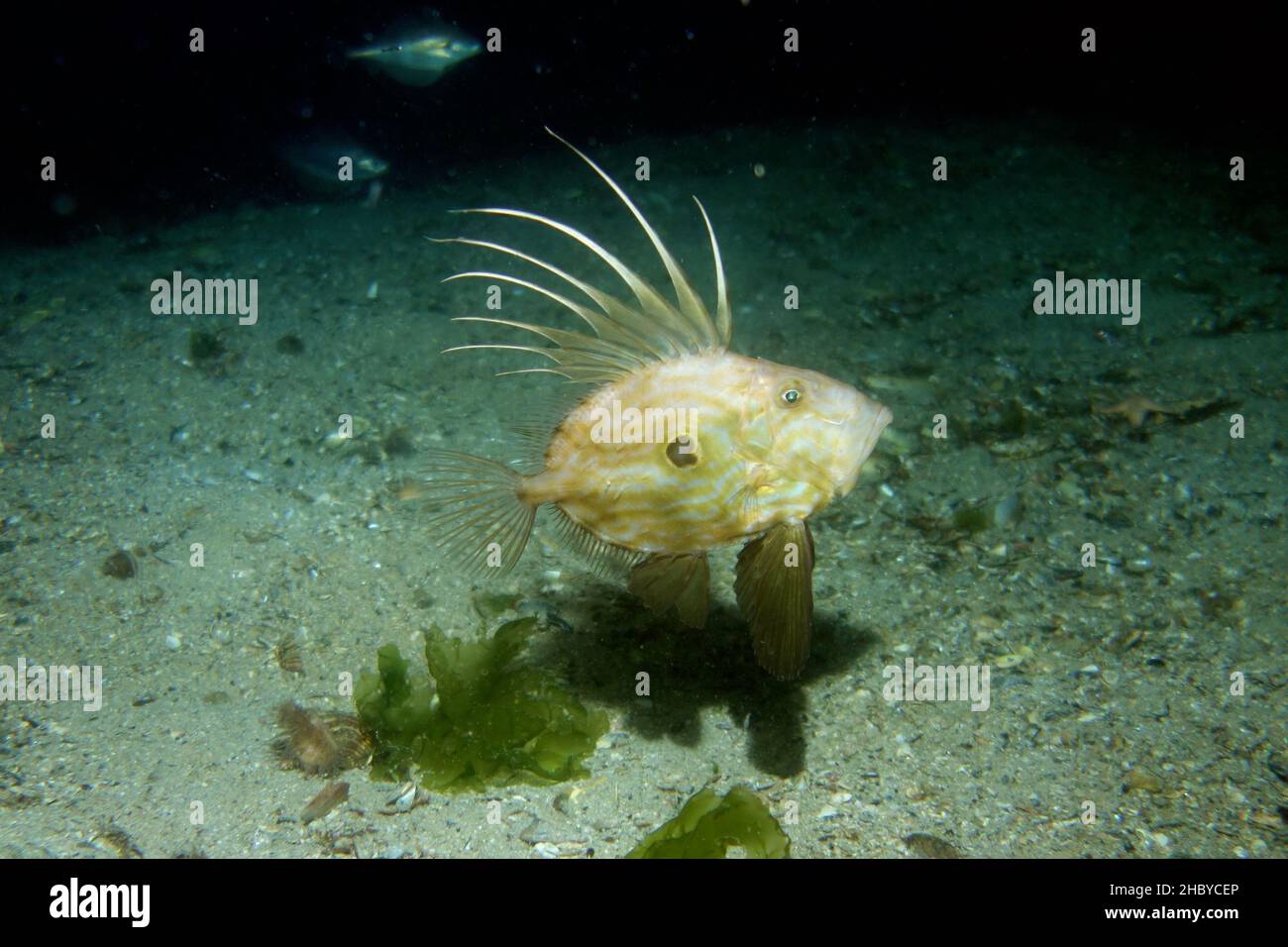 John dory at night Stock Photo - Alamy