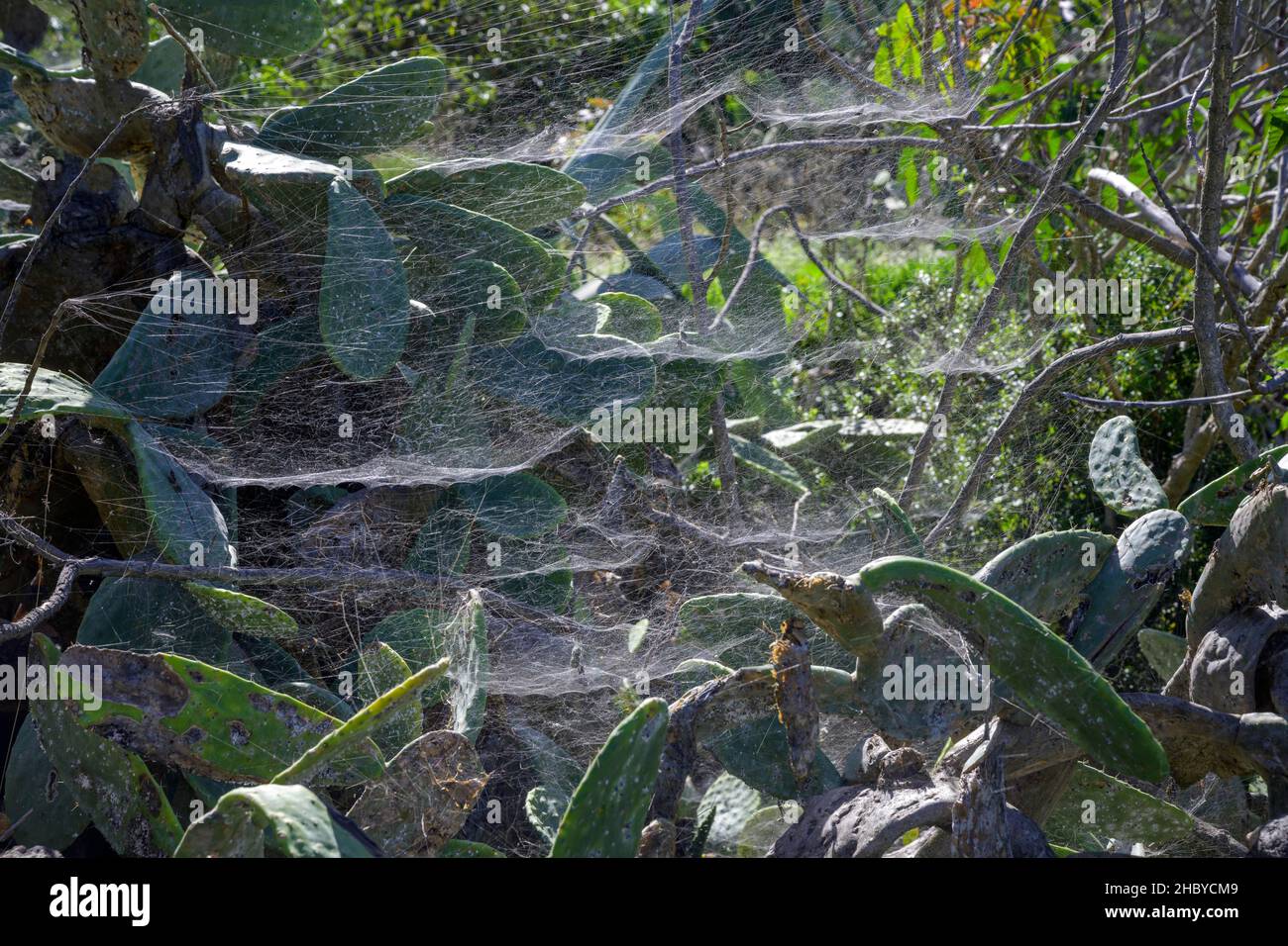 Spider web of the tropical tent-web spider (Cyrtophora citricola ...