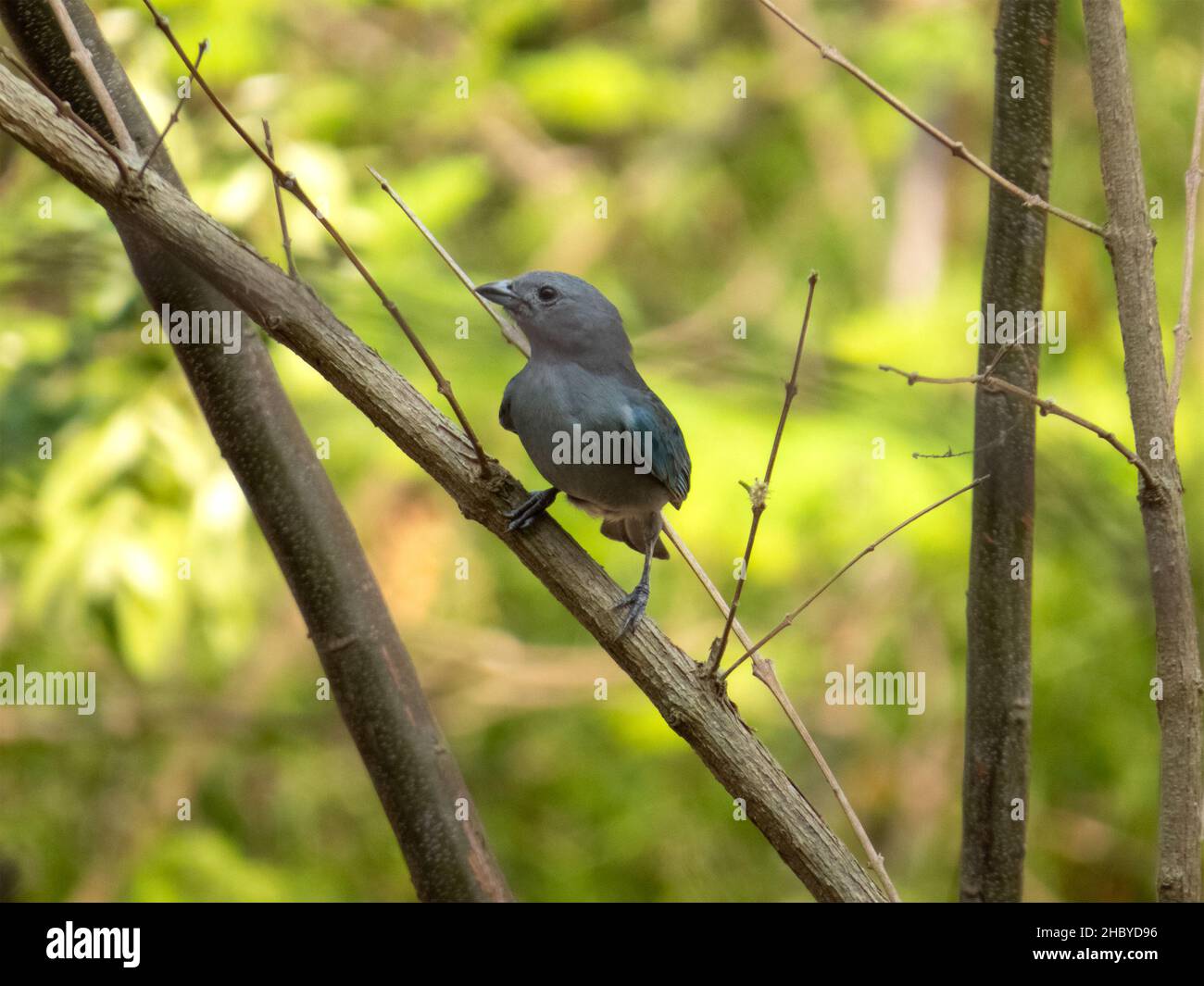 Sayaca Tanager (Tangara sayaca) isolated on tree branch in extension of ...