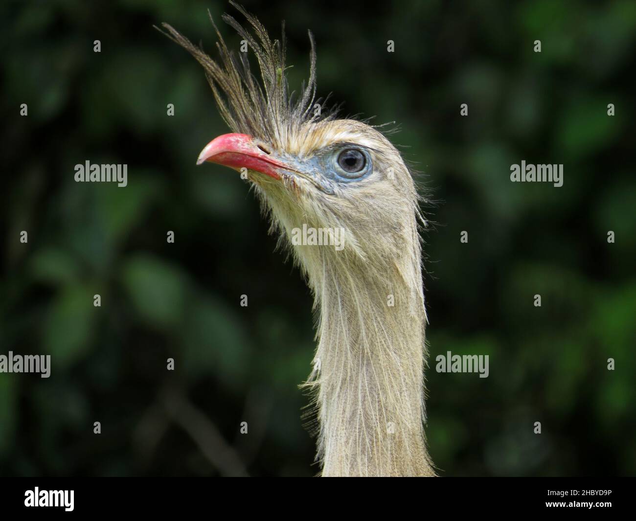 Red-legged Seriema (Cariama cristata - Siriema) Typical bird of Brazil ...