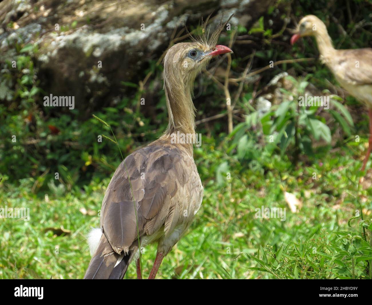 Red-legged Seriema (Cariama cristata - Siriema) Typical bird of Brazil ...