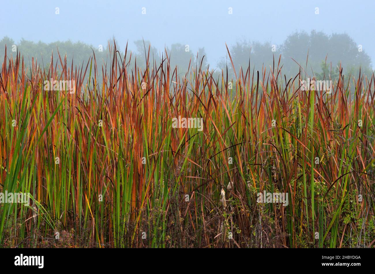 Brown marsh grass hi-res stock photography and images - Alamy