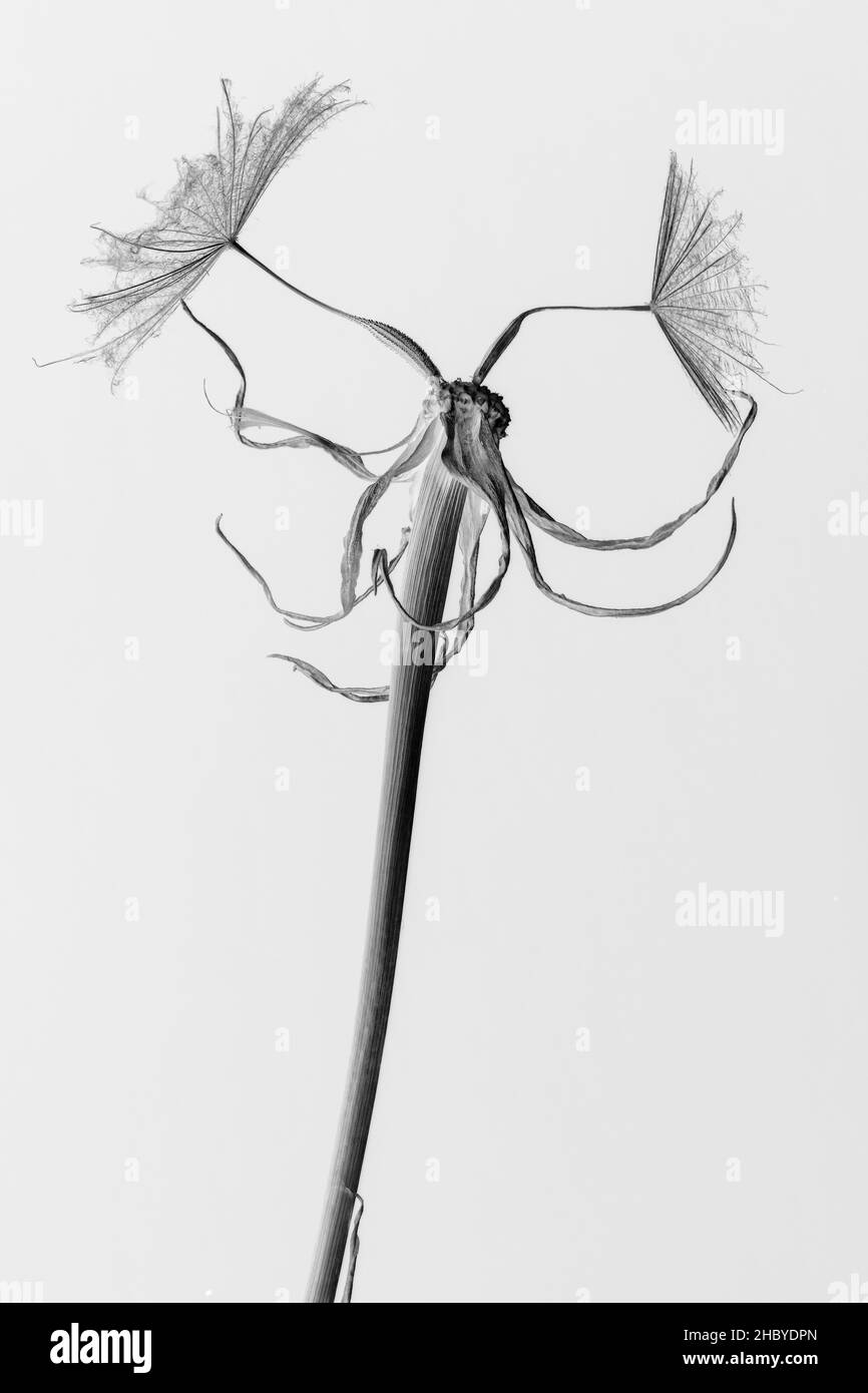 Seeds clinging on in black and white, showing dispersal Stock Photo - Alamy