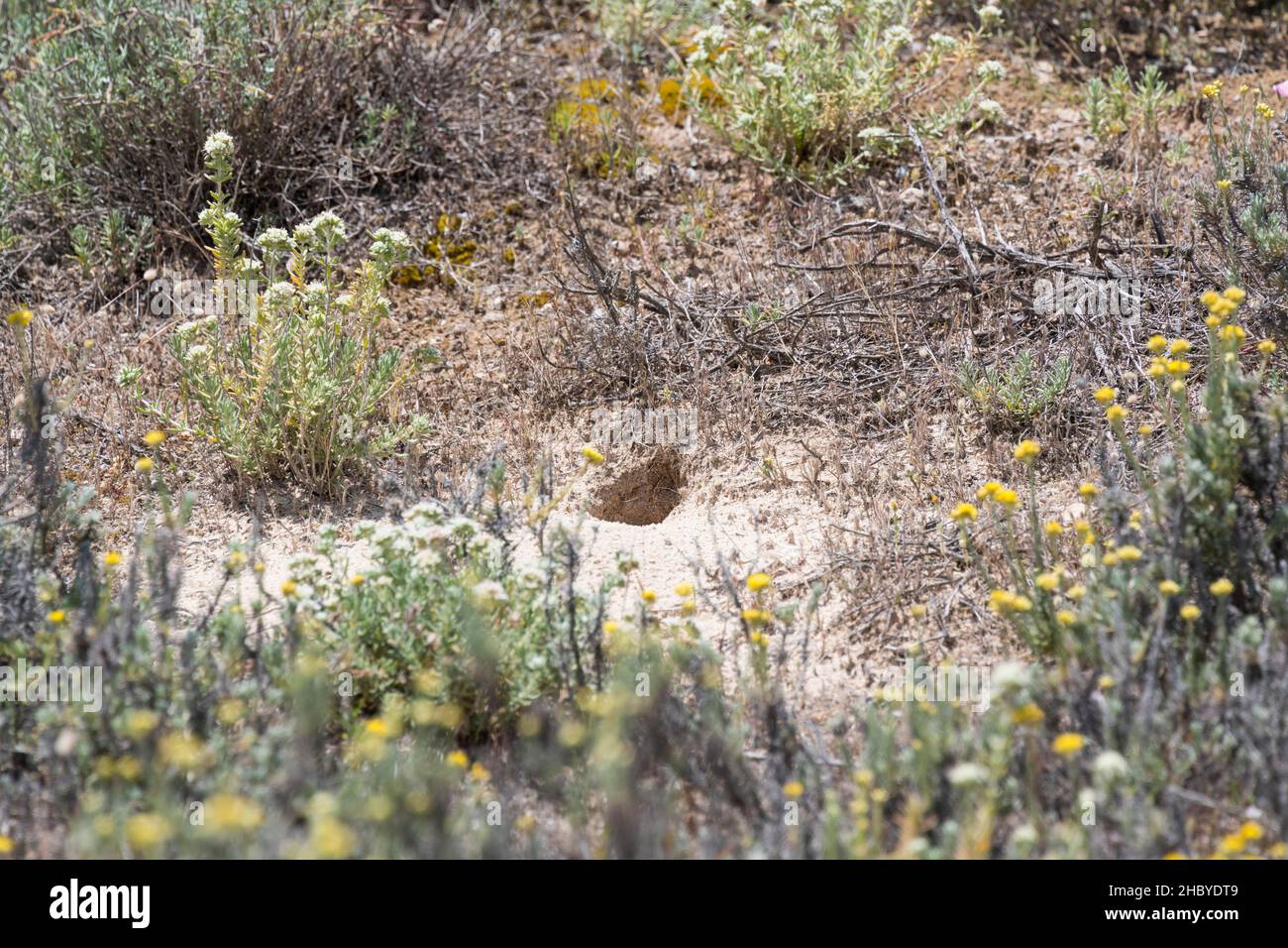 European bee-eater (Merops apiaster), breeding cavity, Majorca, Spain ...