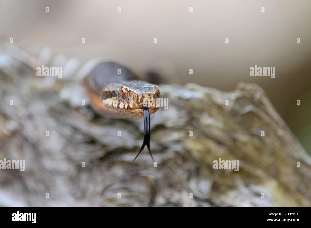 Common european viper (Vipera berus), hell adder, Bavaria, Germany ...