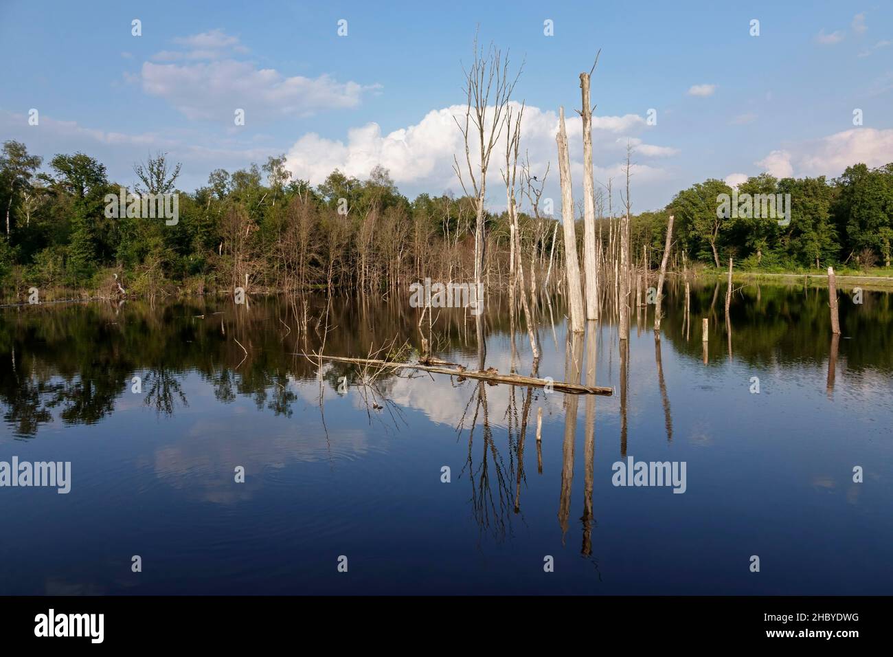 Lake in a mining subsidence area, Bottrop-Kirchhellen, Ruhr area, North ...