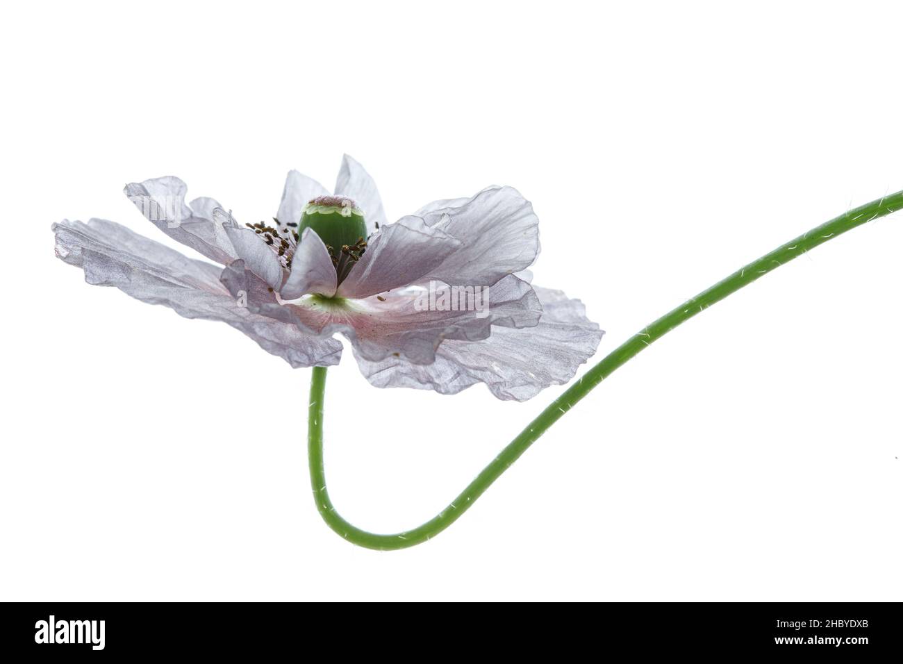 Poppy flowers poppies Cut Out Stock Images & Pictures - Alamy