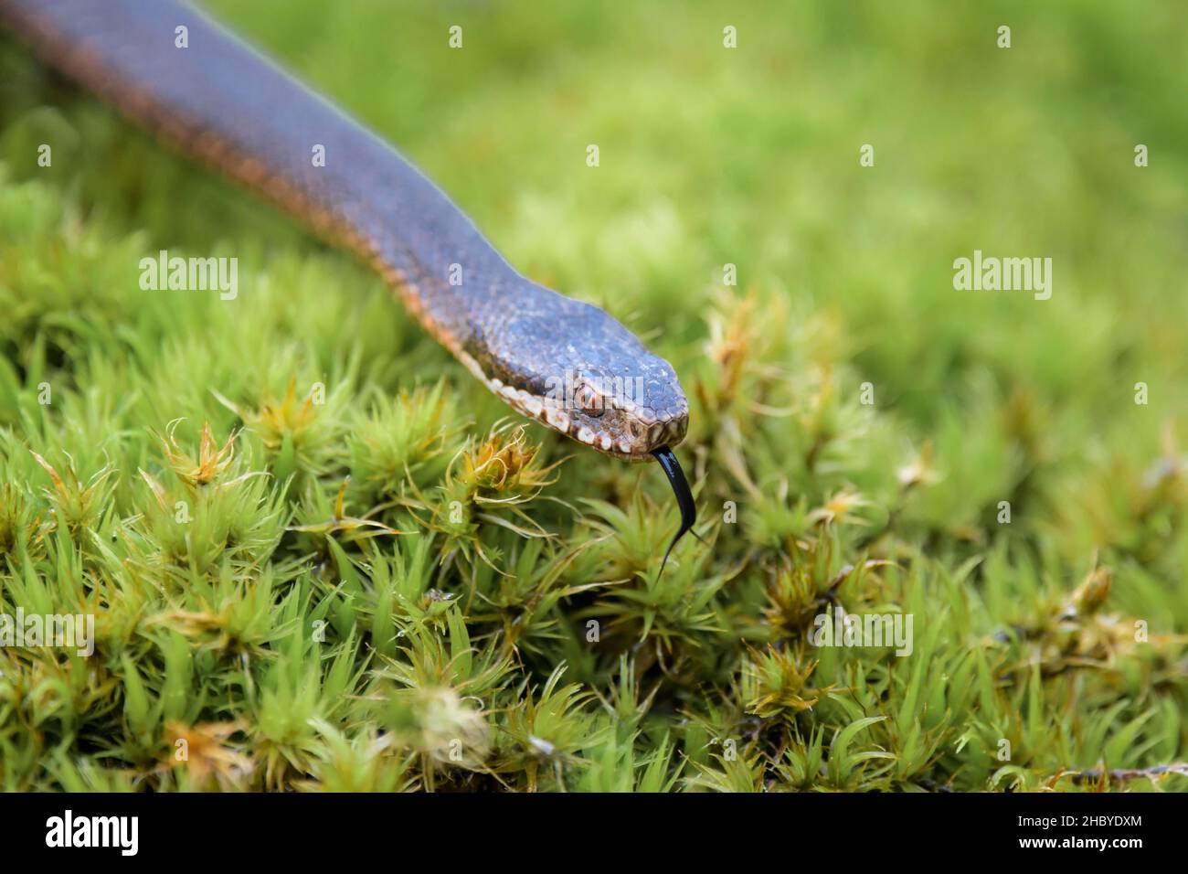 Common european viper (Vipera berus), hell adder, Bavaria, Germany ...