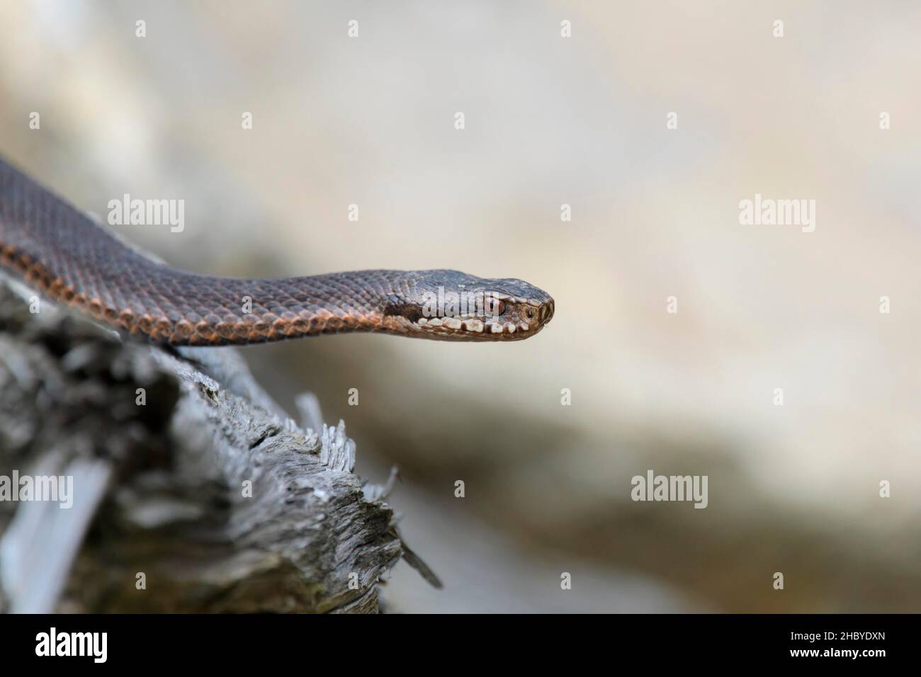 Hell adder hi-res stock photography and images - Alamy