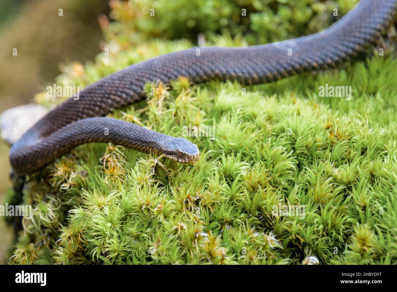 Common european viper (Vipera berus), hell adder, Bavaria, Germany ...
